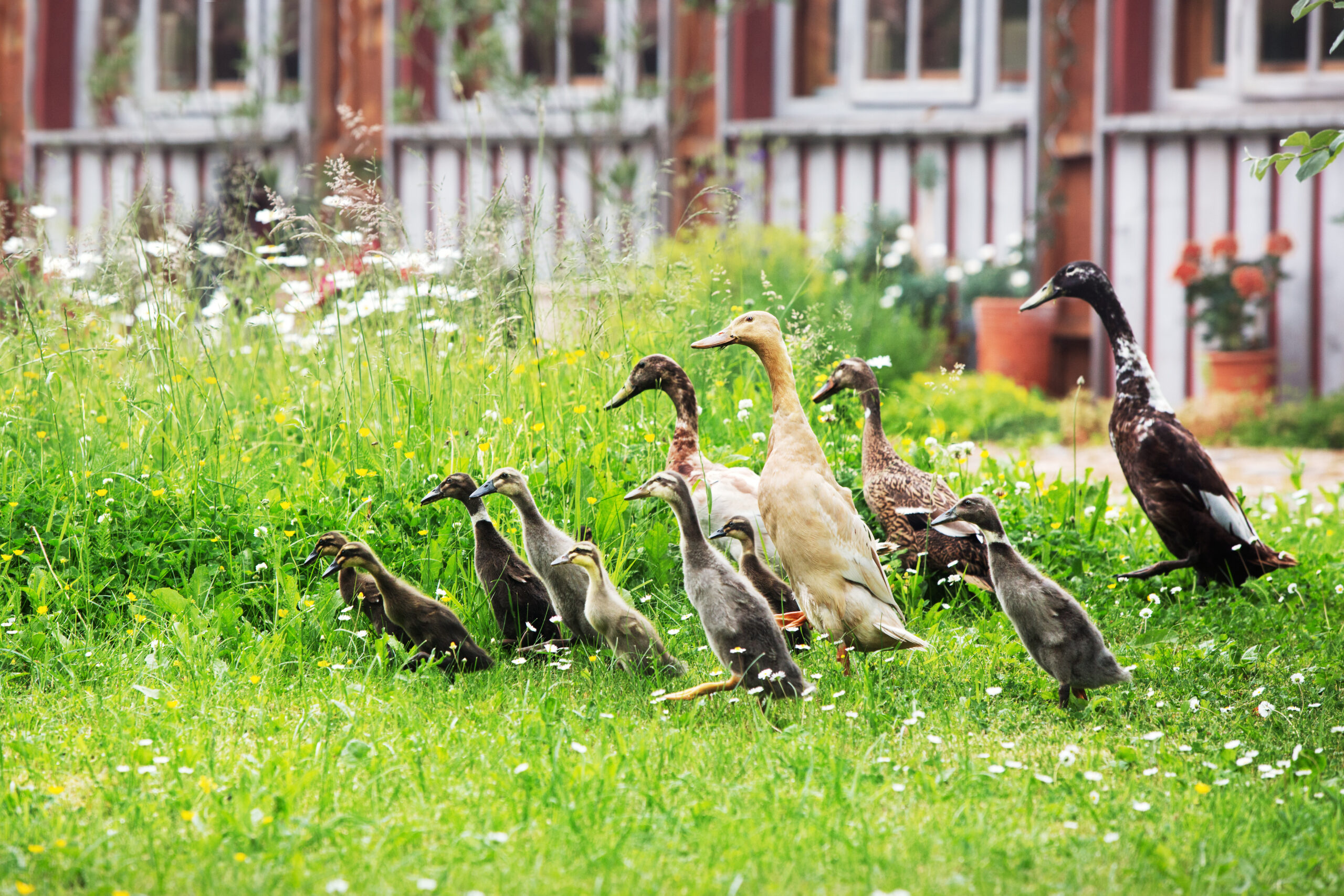 Ep. 148 How to Raise Ducks – Mother Earth News